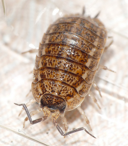 Cactus Nursery - Wood lice and cacti